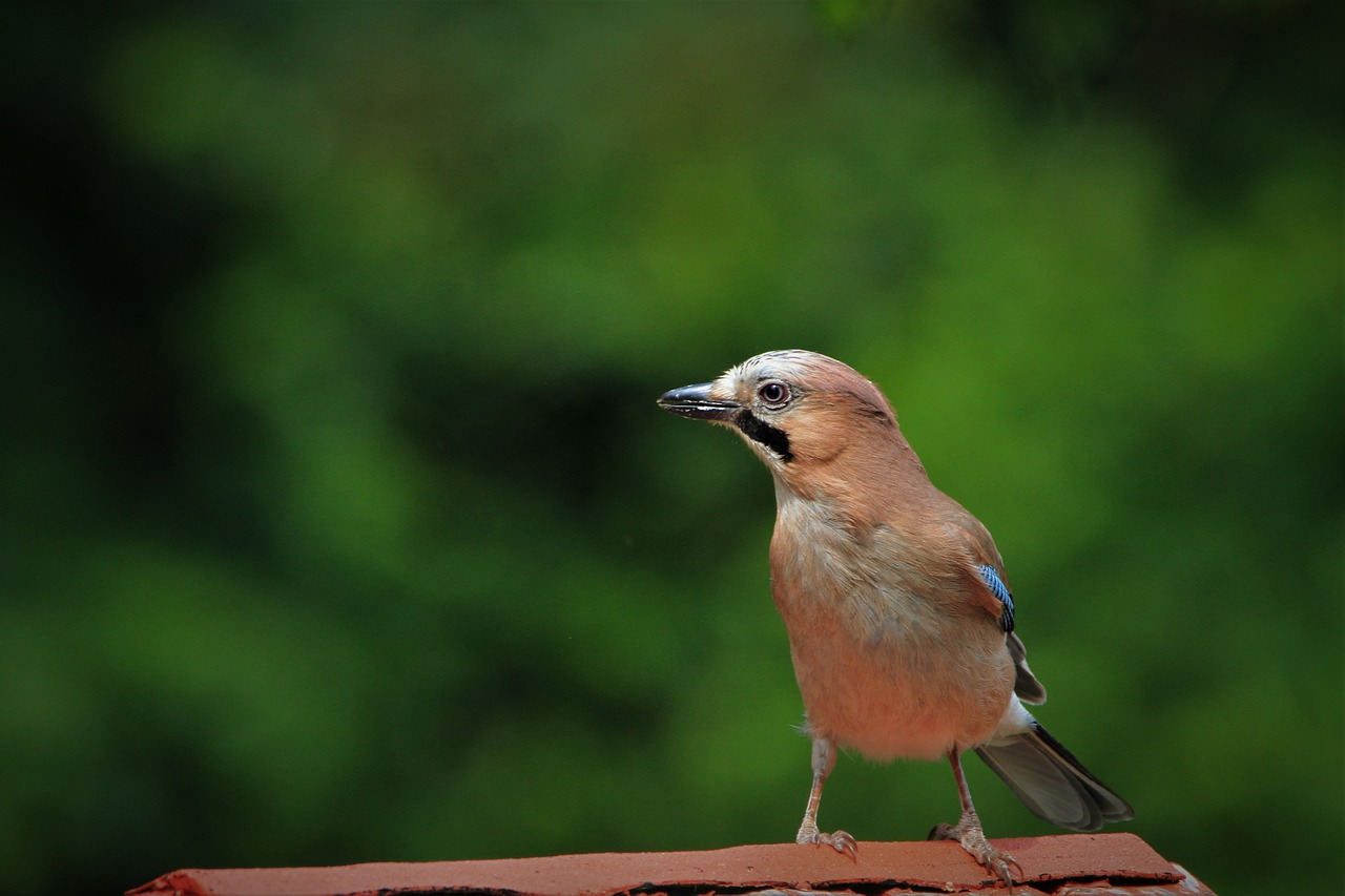 Our Guide to Bird Watching