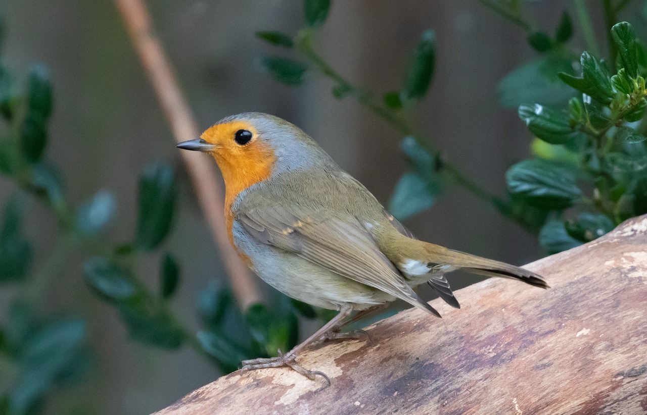 A Look at Common Birds to Watch