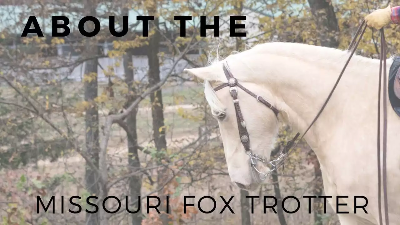 Adopting a Missouri Fox Trotter Horse: A Guide to Finding Your Perfect ...