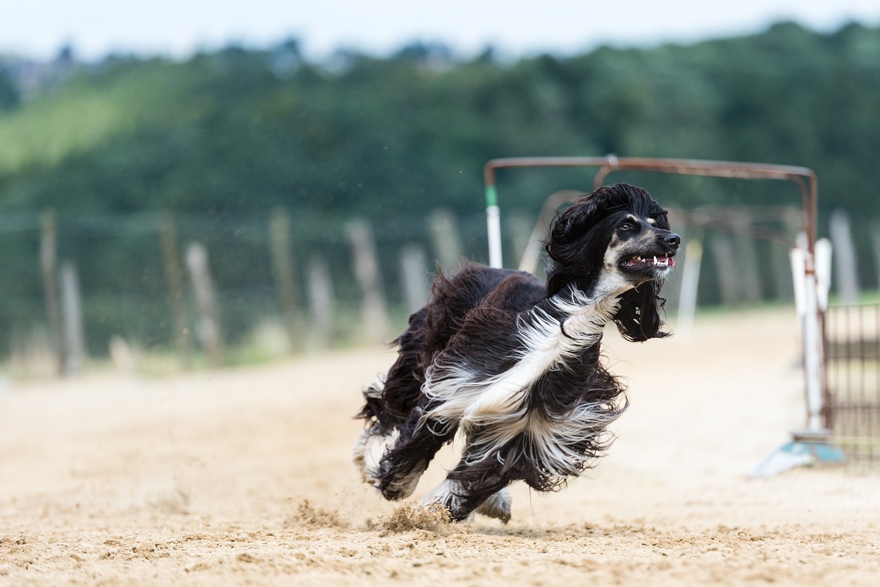 A Look at Short Haired Breeds of Dog