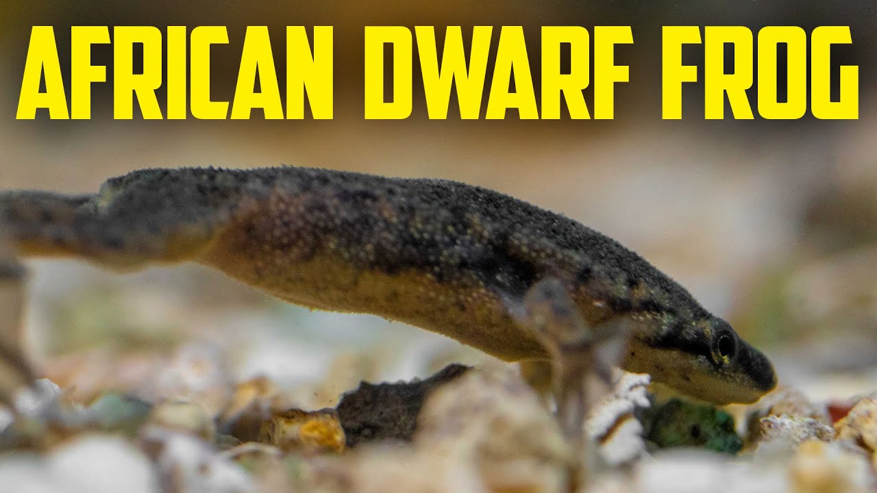 Keeping an African Dwarf Frog: A Complete Care Guide