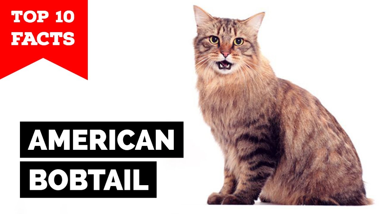 The Unusual American Bobtail Cat: Colors, Size, and Personality Traits