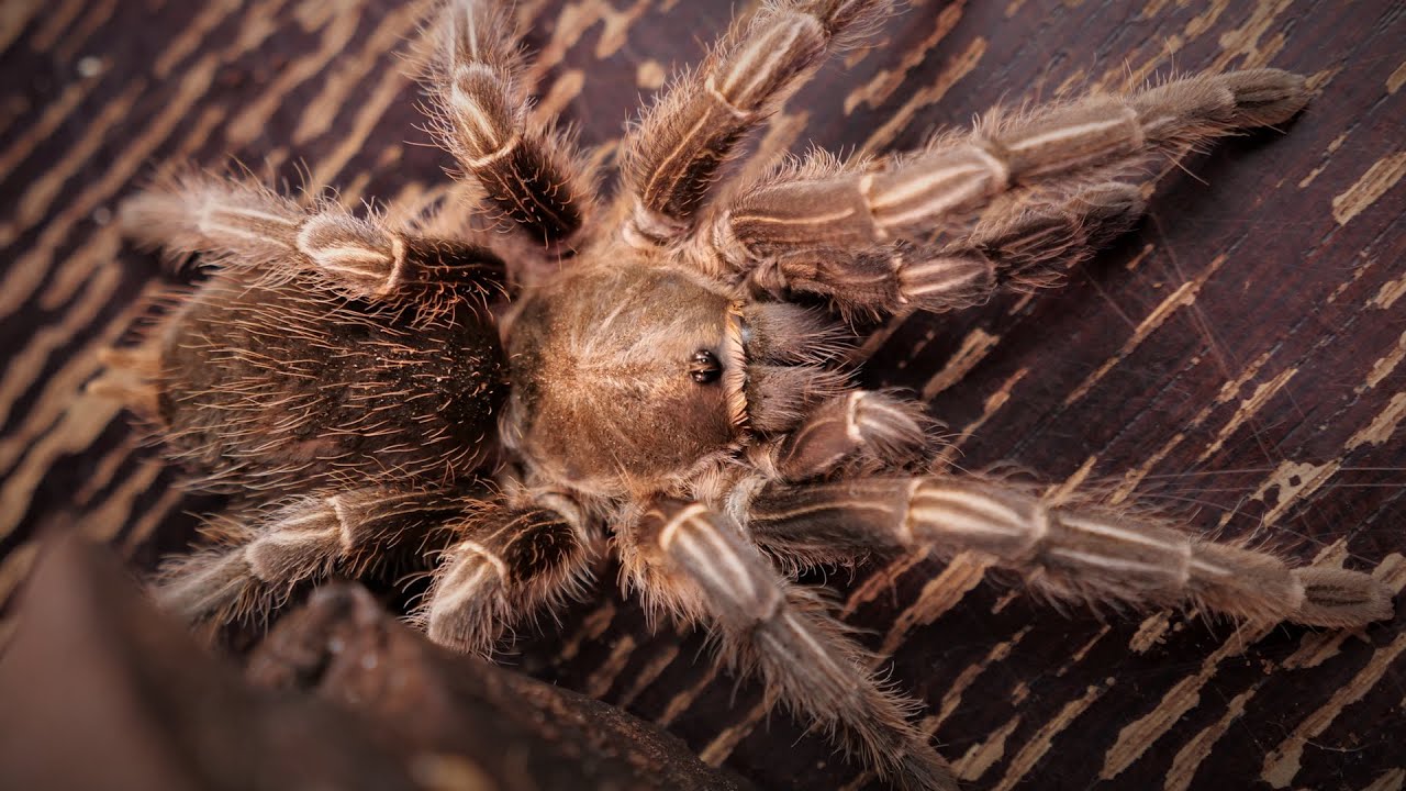The Costa Rican Zebra Tarantula: A Guide to Keeping and Understanding ...