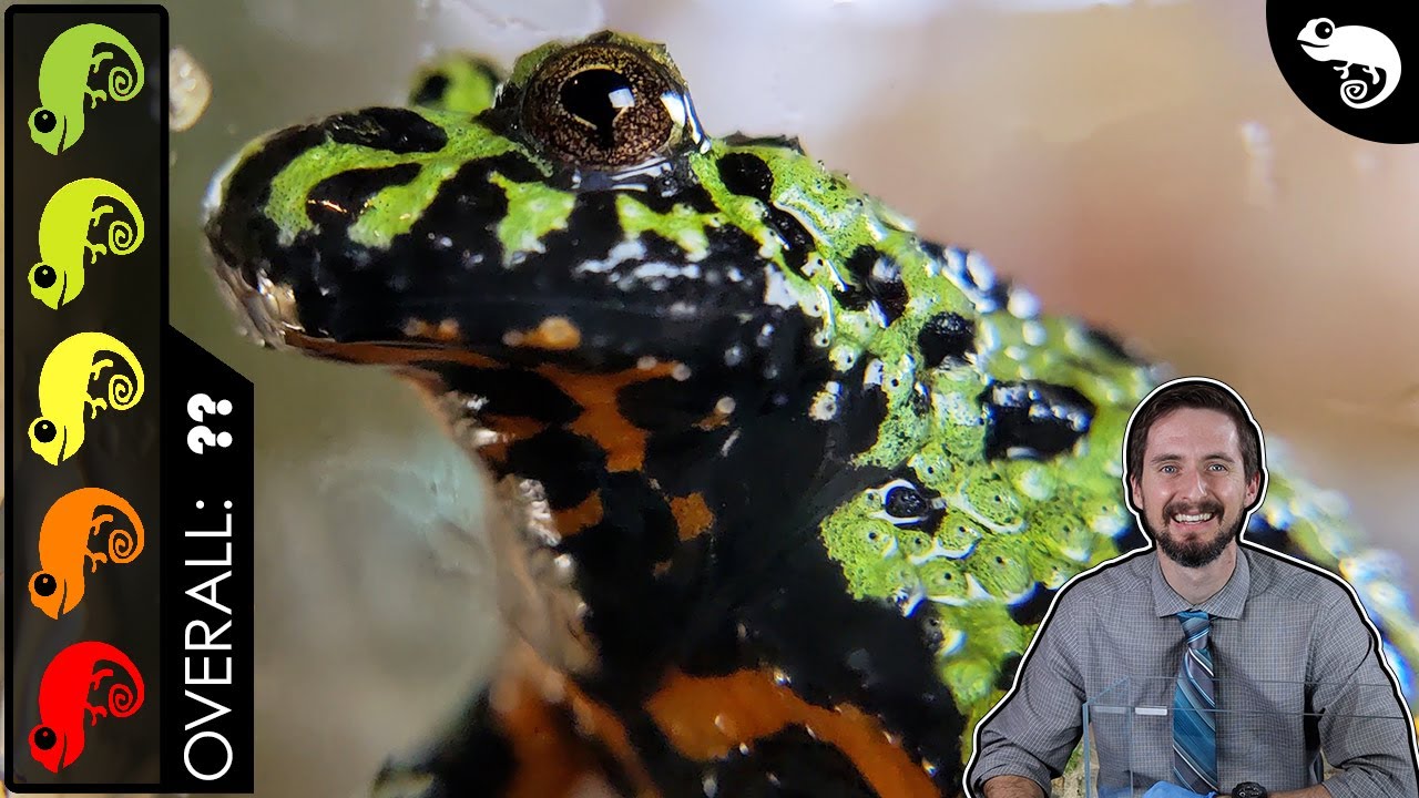 The Amazing Fire Bellied Toad: A Fascinating Aquatic Species of Frog