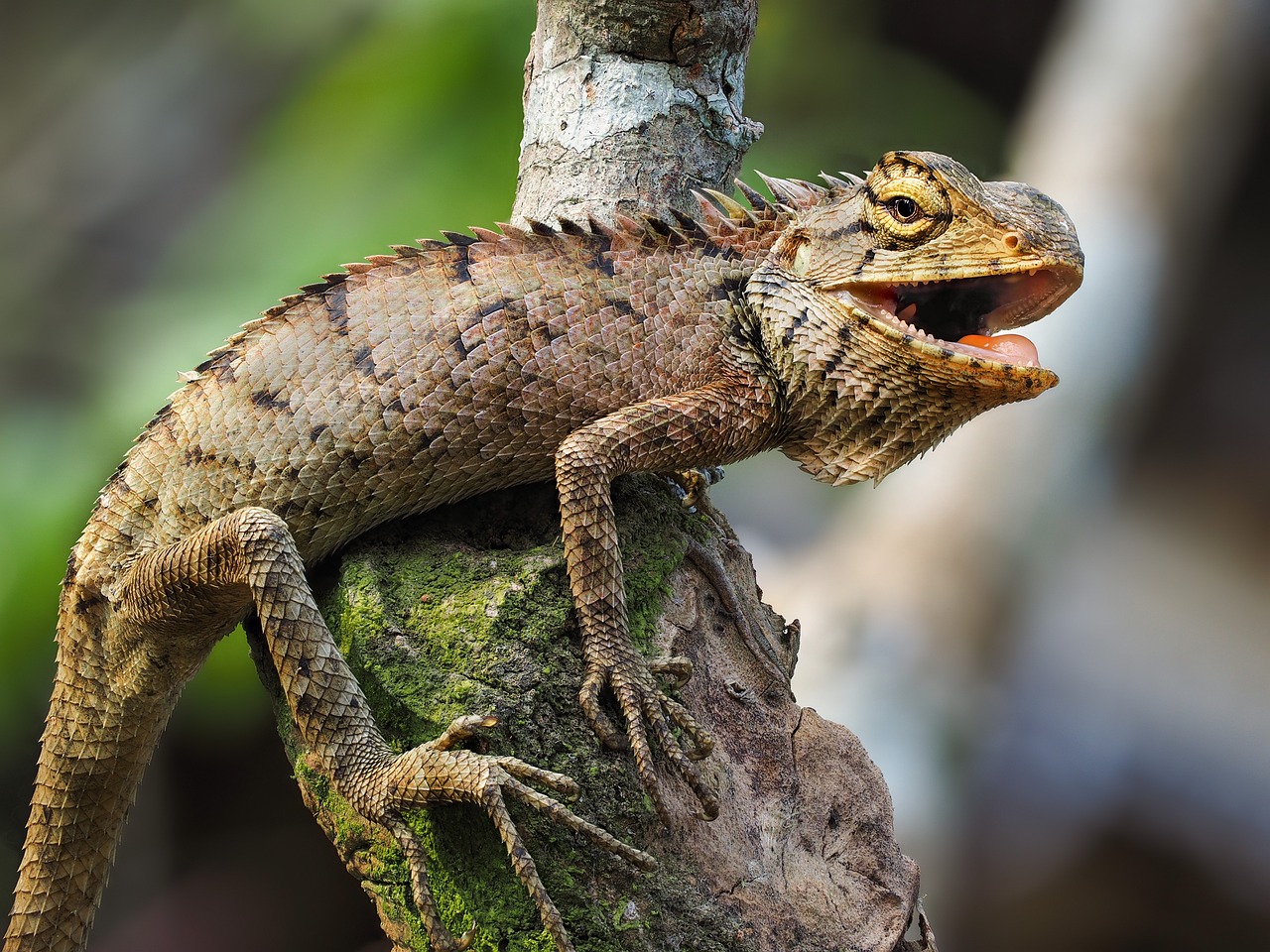 The Social and Intelligent Iguana: A Complete Guide to Iguana Care and ...