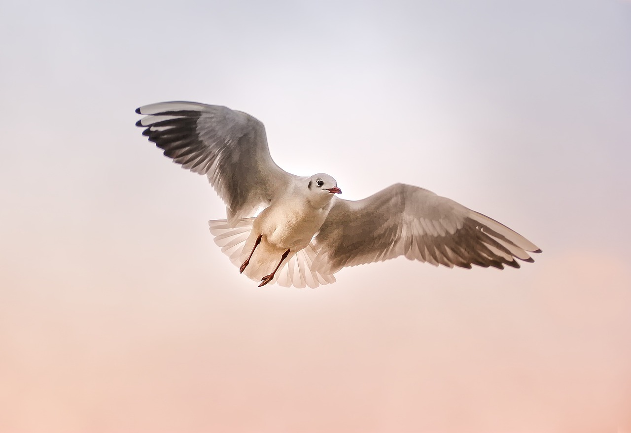 Discover the Birds of the World | Birds by Country
