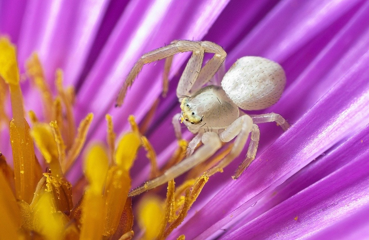 The Easy to Care for Crab Spider: A Guide to Different Species and Care ...