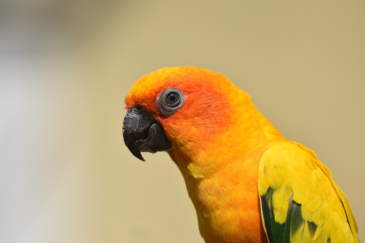 Everything You Need to Know about the Large Conure