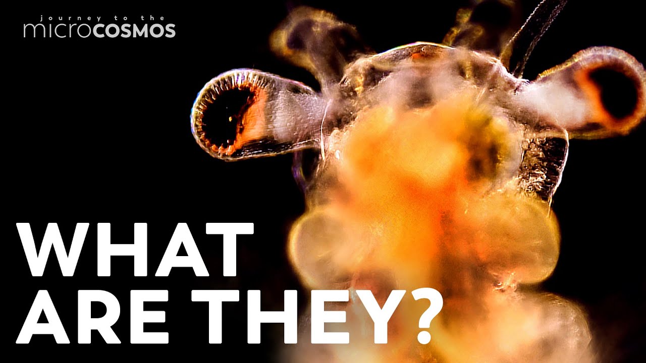 How to Care for Sea Monkeys: A Complete Guide to Creating the Right ...