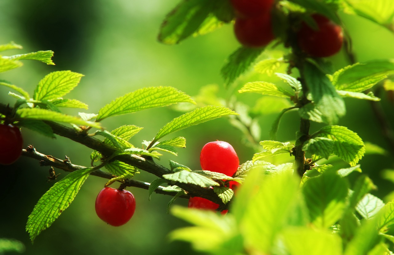 Easy to Cultivate Fruit Bushes
