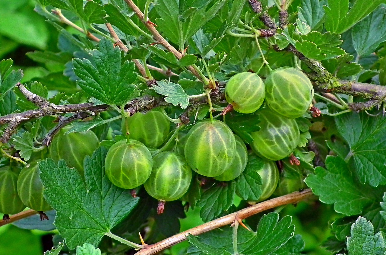 Containing Shrubs and Gooseberry Plants